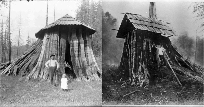 Stump houses - photos - HomemadeTools.net