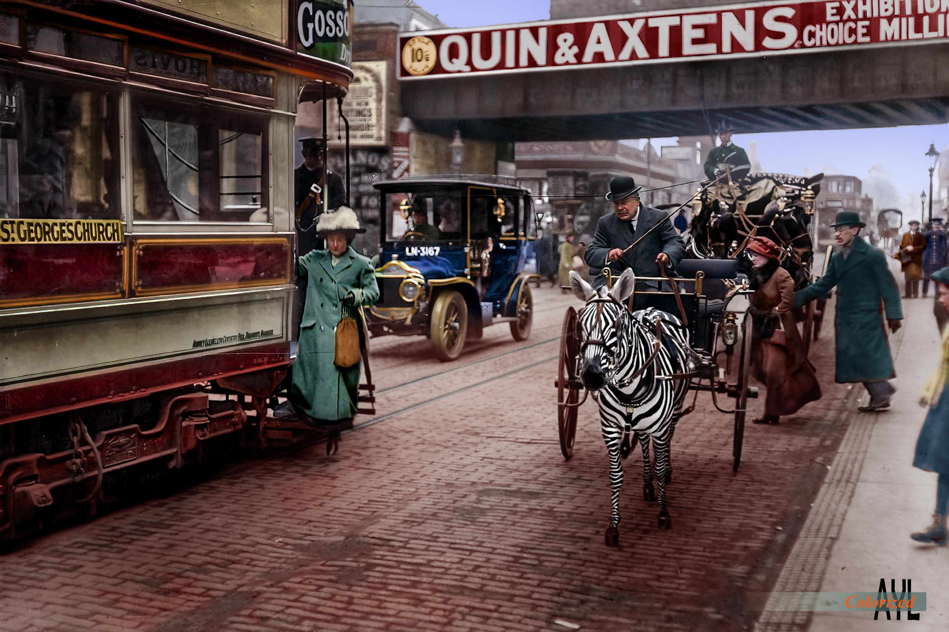 Zebra-driven carriage in 1910 - photo