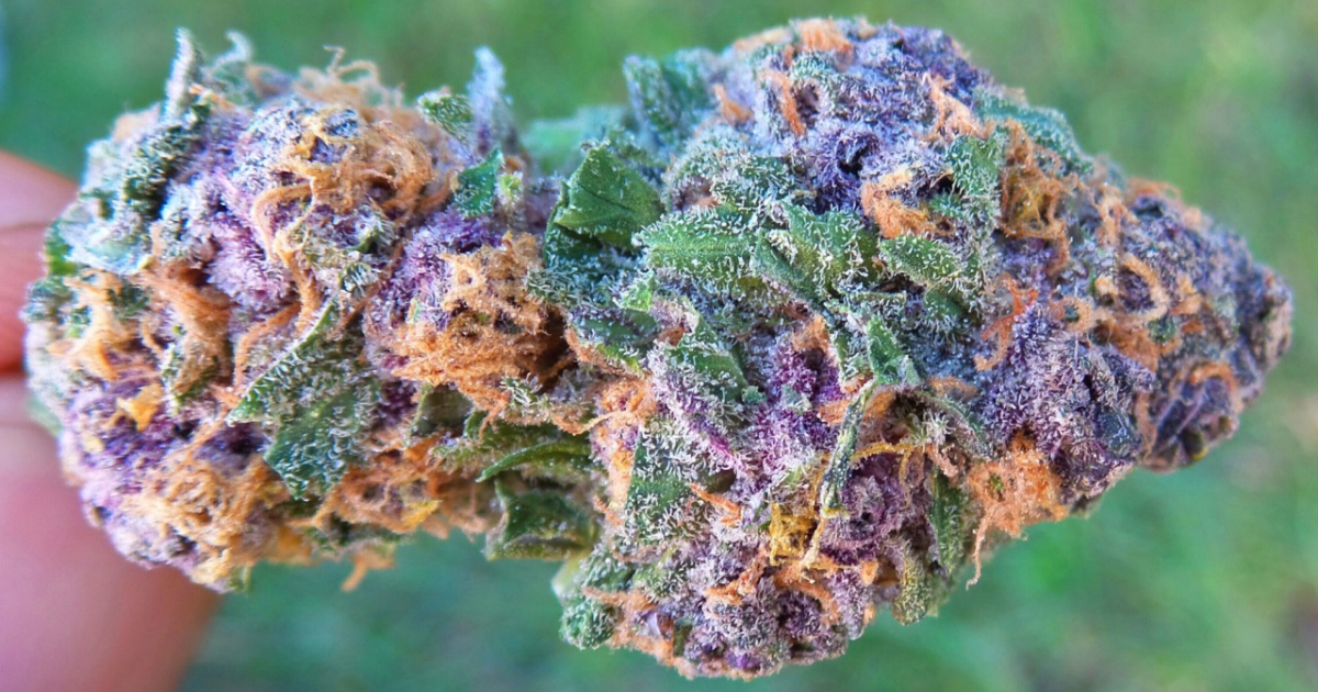 Unveiling the Palette of Cannabis: The Art of Cultivation for Vibrant ...