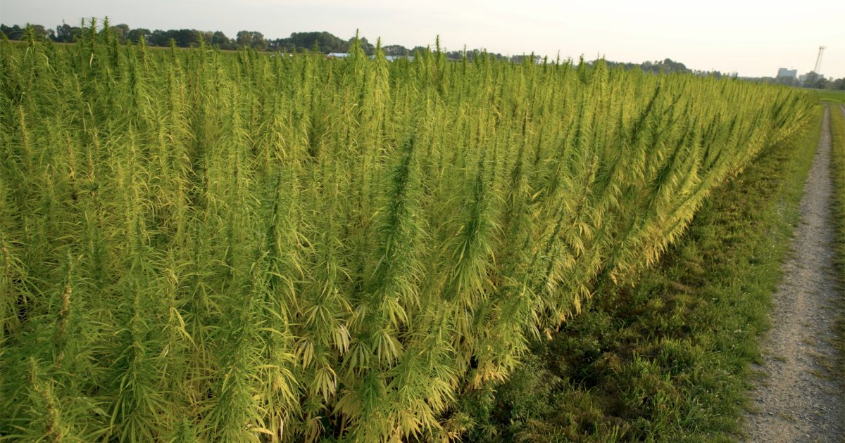 The Green Guardian: How Cannabis Stands as Nature's Insect Deterrent ...