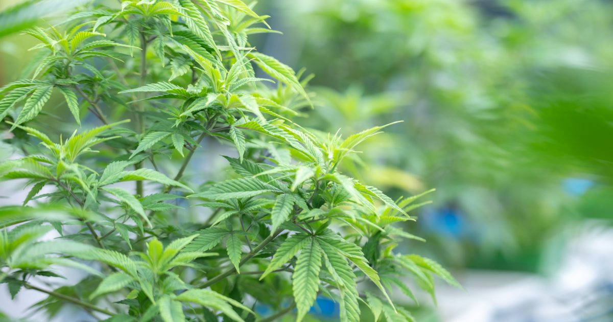 Cannabis research continues to flourish globally, with a record number ...