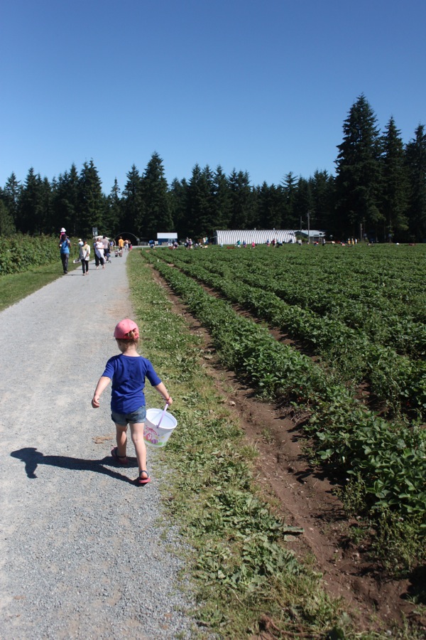 Strawberry Fields {A Visit to Krause Berry Farms} - Mama.Papa.Bubba.