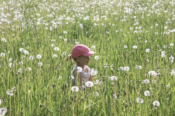 In a Field of Dandelion Puffs - Mama.Papa.Bubba.