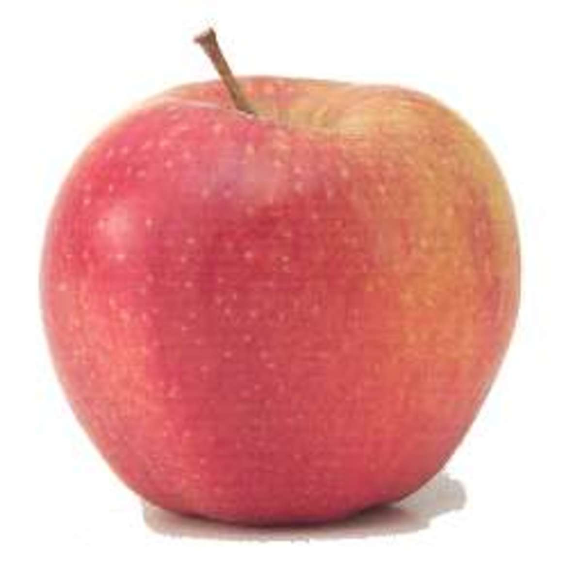 SAG-AFTRA Foundation | Member Portal