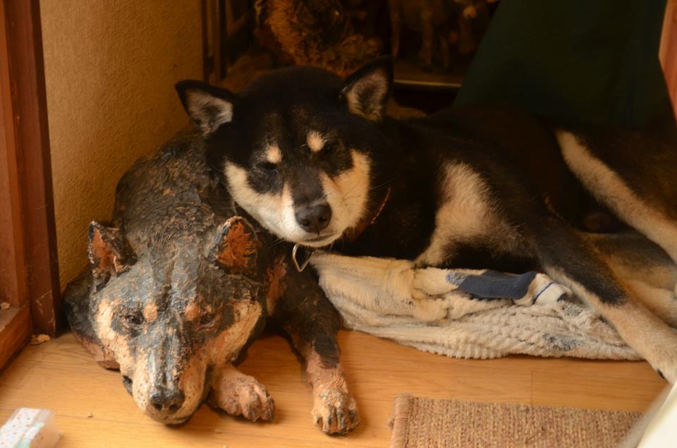 黑柴犬也想搭訕它們！精緻一百分的超逼真動物木雕 | Mio Hashimoto、木雕、可愛、逼真、藝術 | 妞書房 | 妞新聞 niusnews