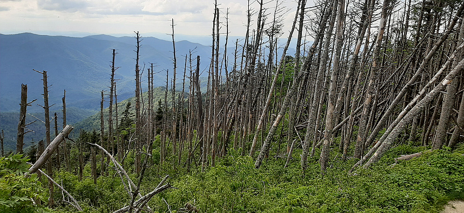 Mount Craig - North Carolina, United States | peakery
