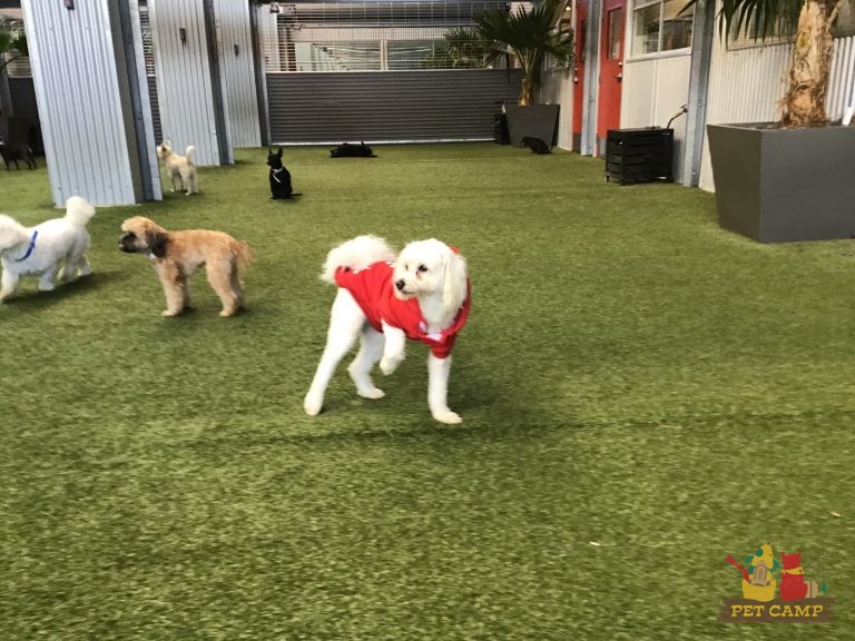 Pet Camp - Main Campground December 8, 2019 | Pet Camp