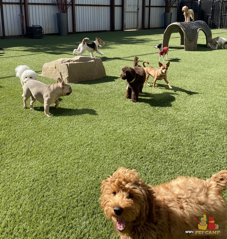 Pet Camp Main Campground May 19, 2021 | Pet Camp