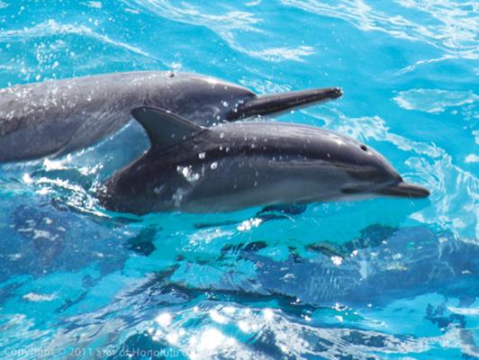 Pleasant Activities - View Page