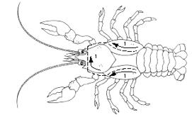 Lesson 5: The Crayfish (Crustacean) - C.S.W.D