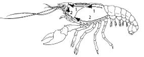 Lesson 5: The Crayfish (Crustacean) - C.S.W.D