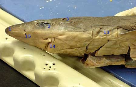 Lesson 8: Shark Dissection - C.S.W.D