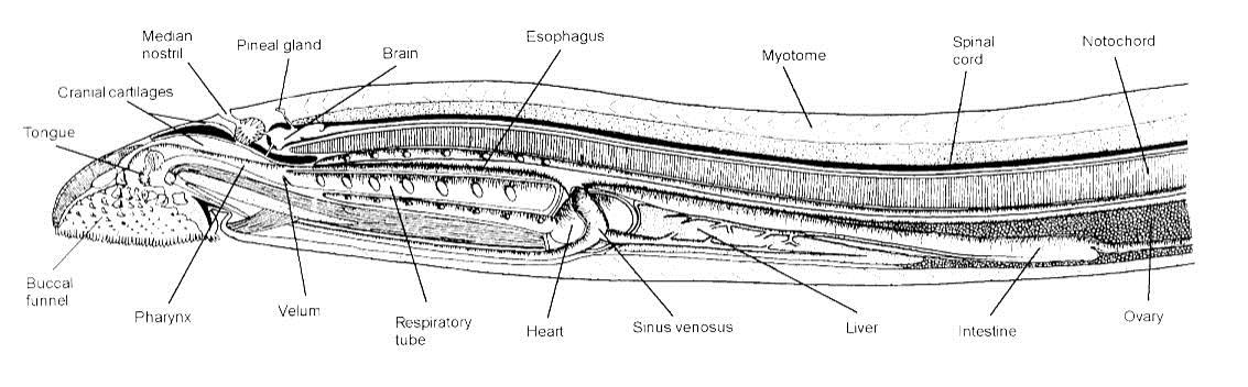 Lesson 7: The Lamprey - C.S.W.D
