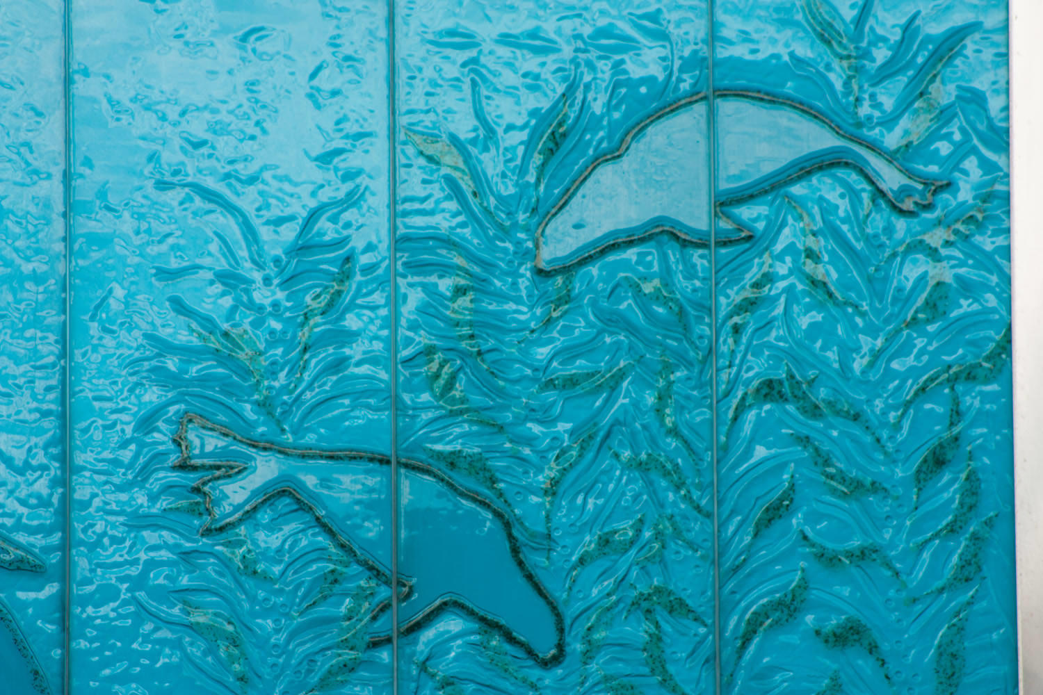 Sea Life Stewardship | Santa Cruz Economic Development