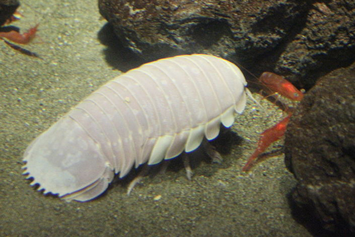 The ugly-cute little monsters from the dark abyss | Earth Archives