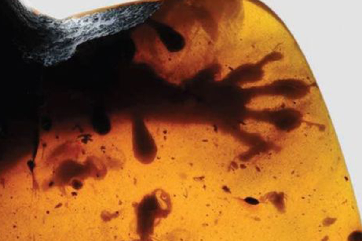 Geckos and chameleons found in dinosaur age amber | Earth Archives