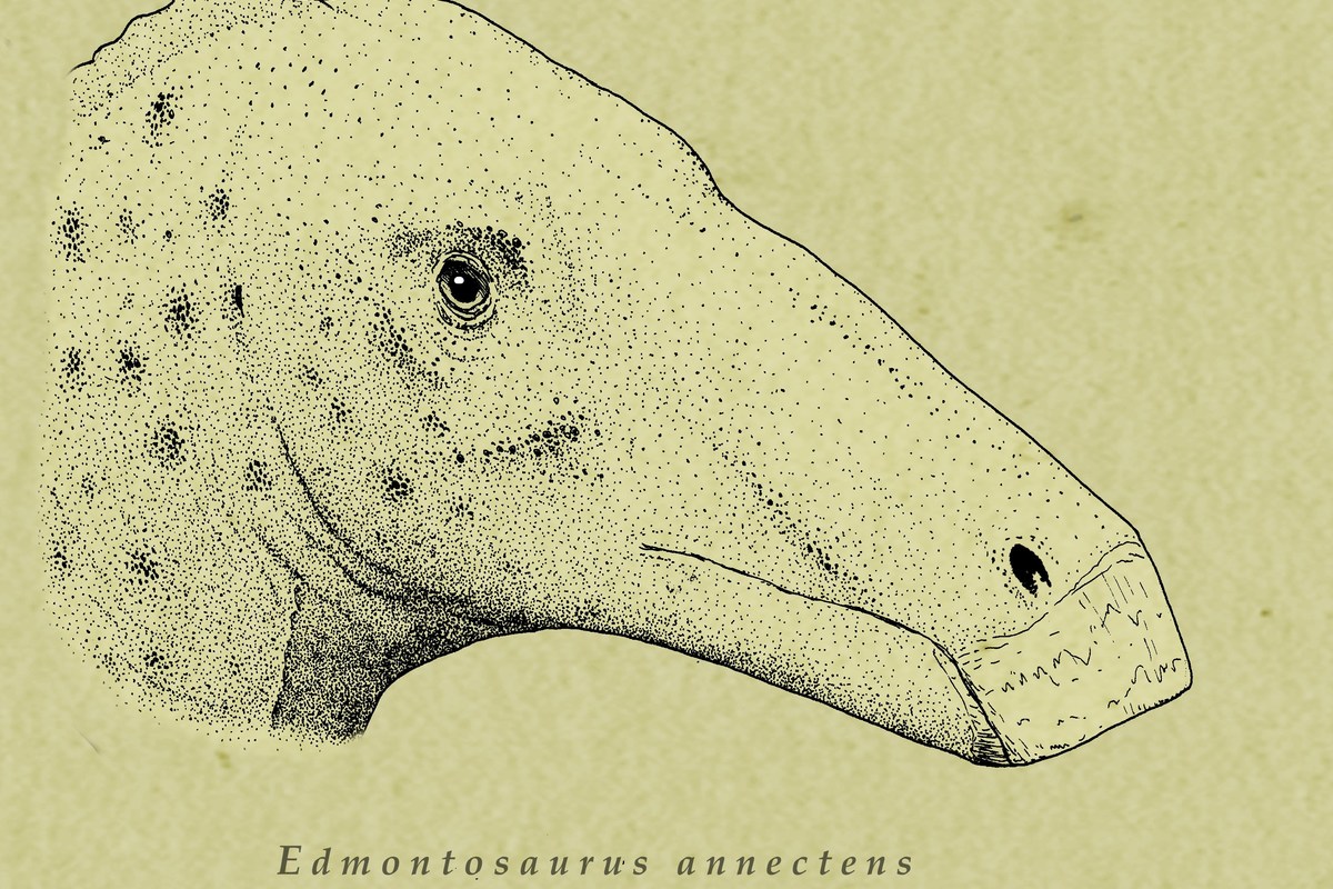 Edmontosaurus, the great American duckbill dinosaur | Earth Archives