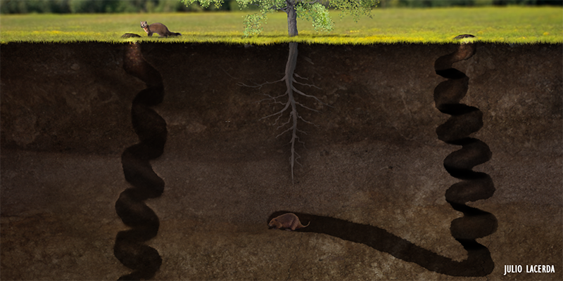 Legend of the Devil's Corkscrews | Earth Archives