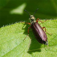 green blister beetle bite