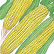Corn: Orchard Baby Sweet Corn Wireworm - Plant Guide