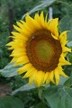 Sunflower: Maya Caterpillars - Plant Guide