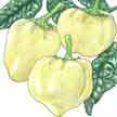 Peppers: ivory Blossom End Rot - Plant Guide