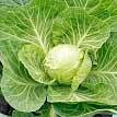 Cabbage: All Seasons Cabbage Gophers - Plant Guide