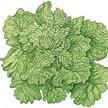Lettuce: LECHUGA Simpson Elite Damping Off - Plant Guide