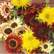 Sunflower: Flash Blend Bacterial Leaf Spot - Plant Guide