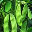 Bean, Edamame & Soybean: Sayamusume Soybean Overview - Growing Tips