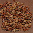 Cowpea: Carrapichio Spider Mites - Plant Guide