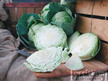 Cabbage: Derby Day Clubroot - Plant Guide