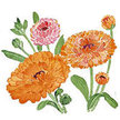 Calendula: solar flashback Leaf Blight - Plant Guide