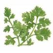 Cilantro & Coriander: Caribe Coriander/Cilantro Powdery Mildew - Plant ...