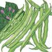 Bean: Burpee French Filet Leafhoppers - Plant Guide
