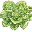 Lettuce: Paris White Cos Downy Mildew - Plant Guide