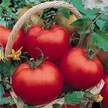 Tomato: Cal Ace Tomato Hornworm - Plant Guide