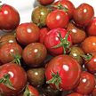 Tomato: Zebra Cherry Hybrid Late Blight - Plant Guide