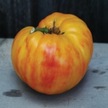 Tomato: Virginia Sweets Southern Blight - Plant Guide