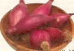 Onion: Red Torpedo Slugs and snails - Plant Guide