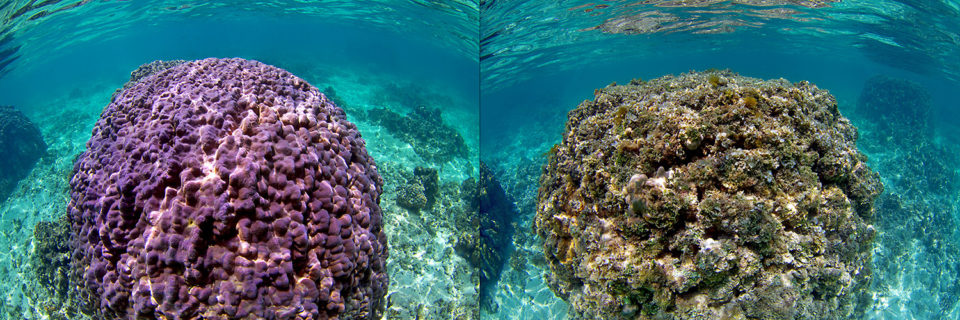 Unhealthy Coral Reef Listen To The Sounds Of A Dying Coral Reef