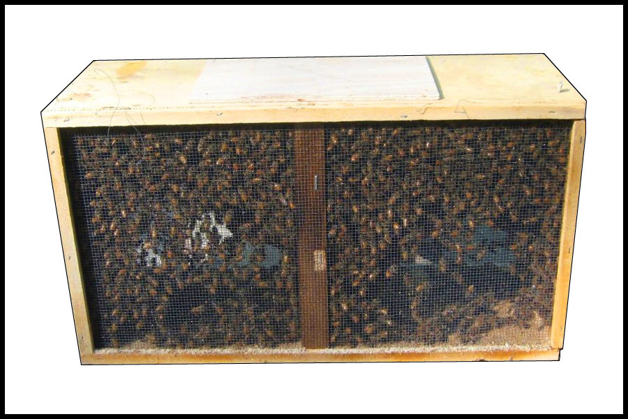 Enjoy Beekeeping