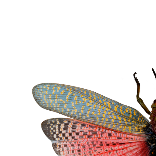 Rainbow milkweed locust - California Academy of Sciences