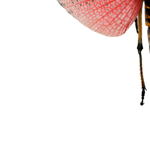 Rainbow milkweed locust - California Academy of Sciences