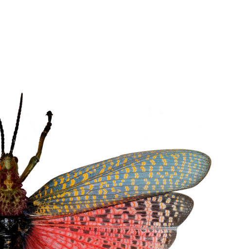 Rainbow milkweed locust - California Academy of Sciences