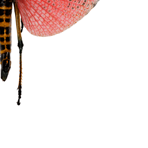 Rainbow milkweed locust - California Academy of Sciences