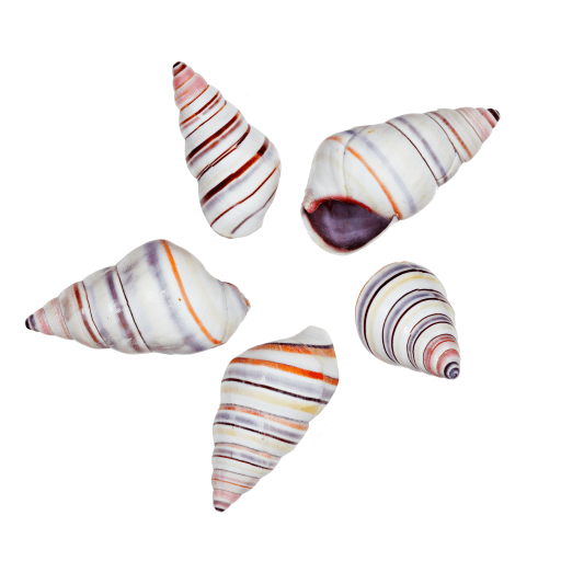 Candy cane snail shells - California Academy of Sciences