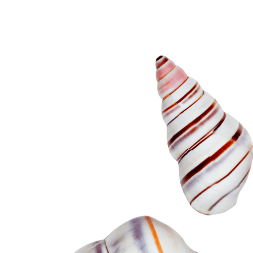 Candy cane snail shells - California Academy of Sciences