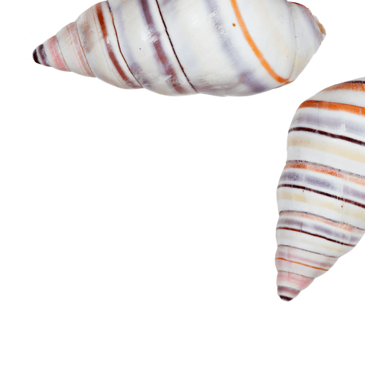 Candy cane snail shells - California Academy of Sciences