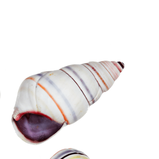 Candy cane snail shells - California Academy of Sciences